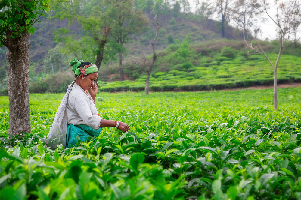 Best Teas for Different Times of Day: Your Complete Daily Tea Schedule ...